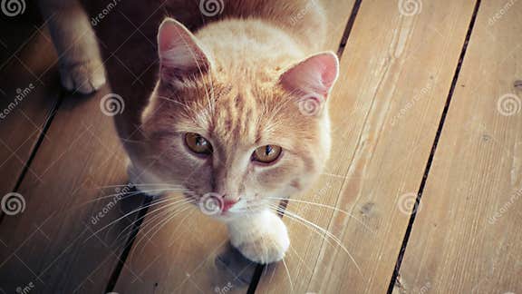 Soft fluffy red tabby cat stock image. Image of tabby - 136517199