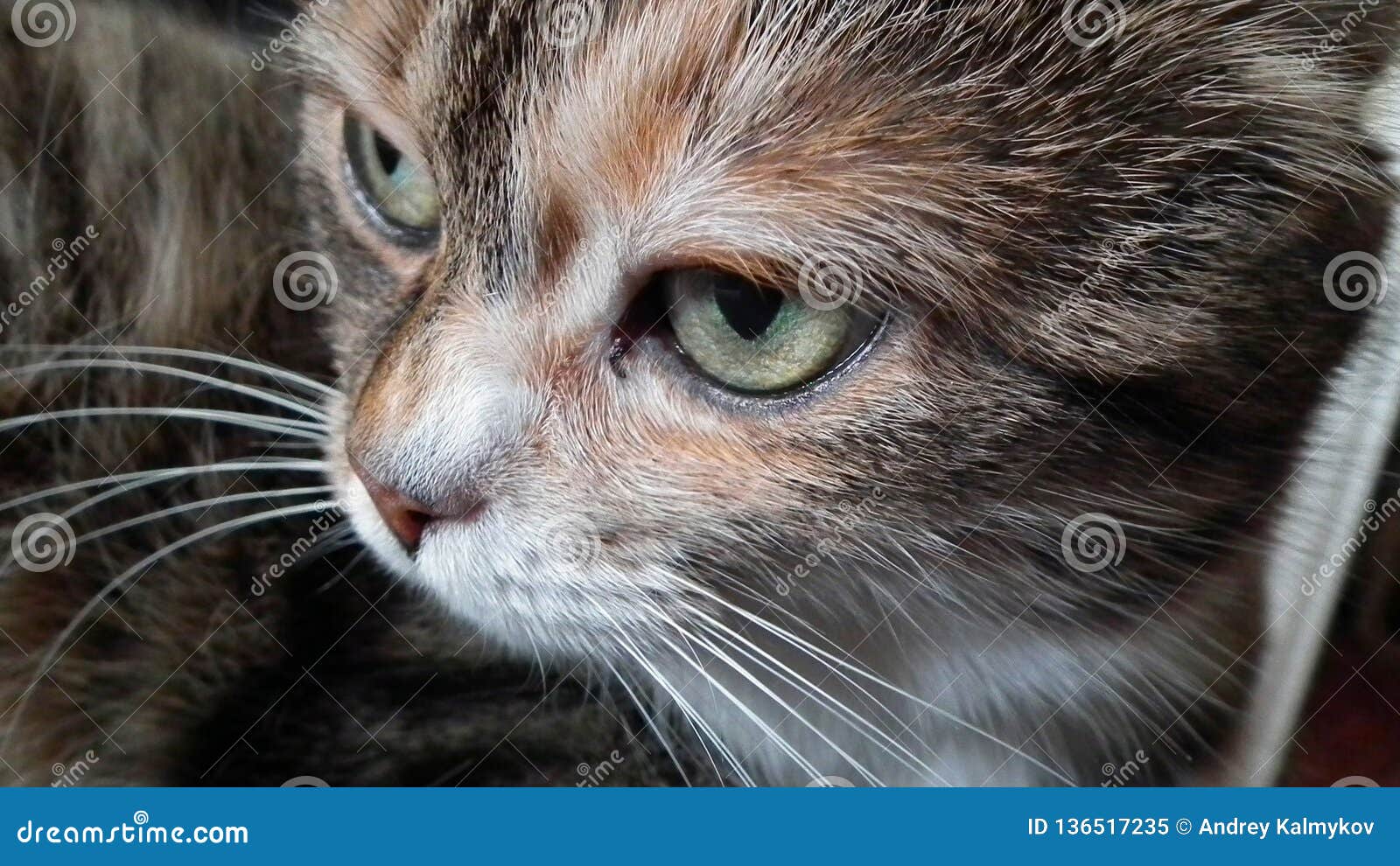 Soft fluffy red tabby cat stock image. Image of purring - 136517235