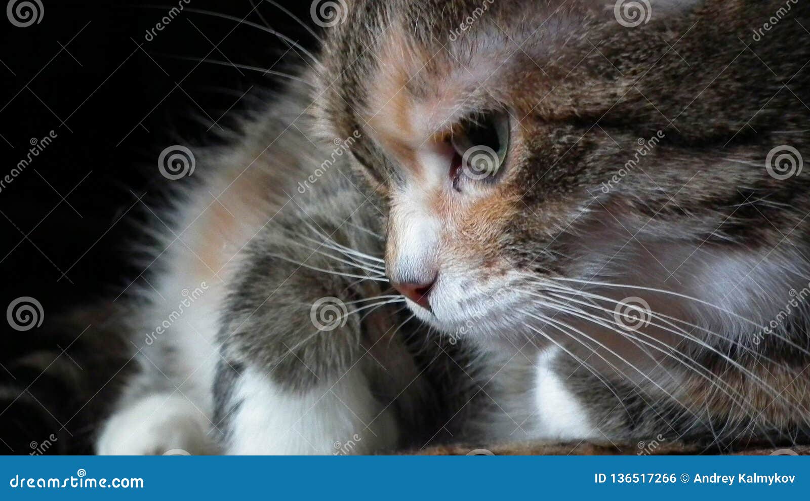 Soft fluffy red tabby cat stock photo. Image of gecko - 136517266