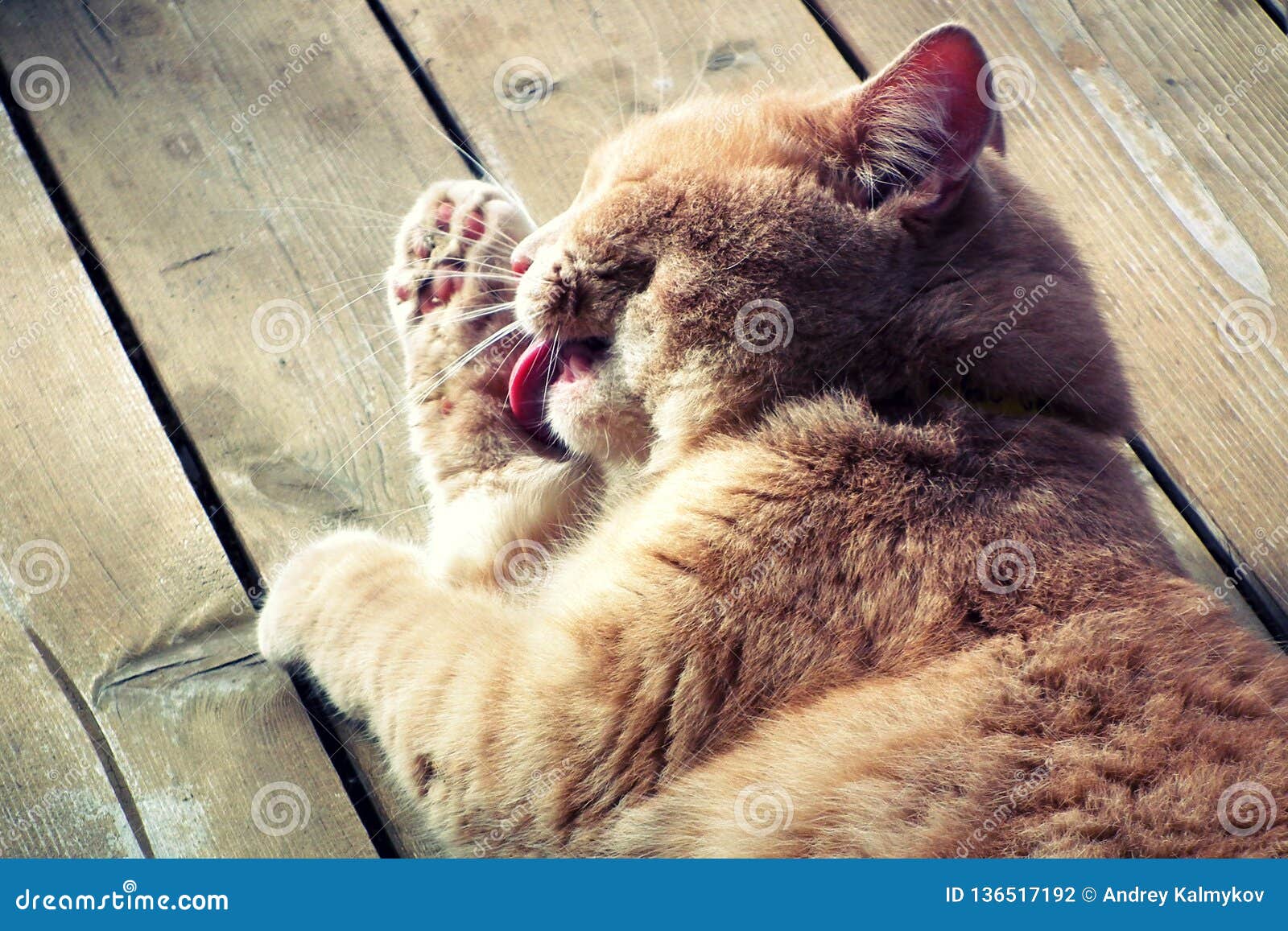 Soft Fluffy Red Tabby Cat. Animal Stock Photo - Image of kitten, cute ...