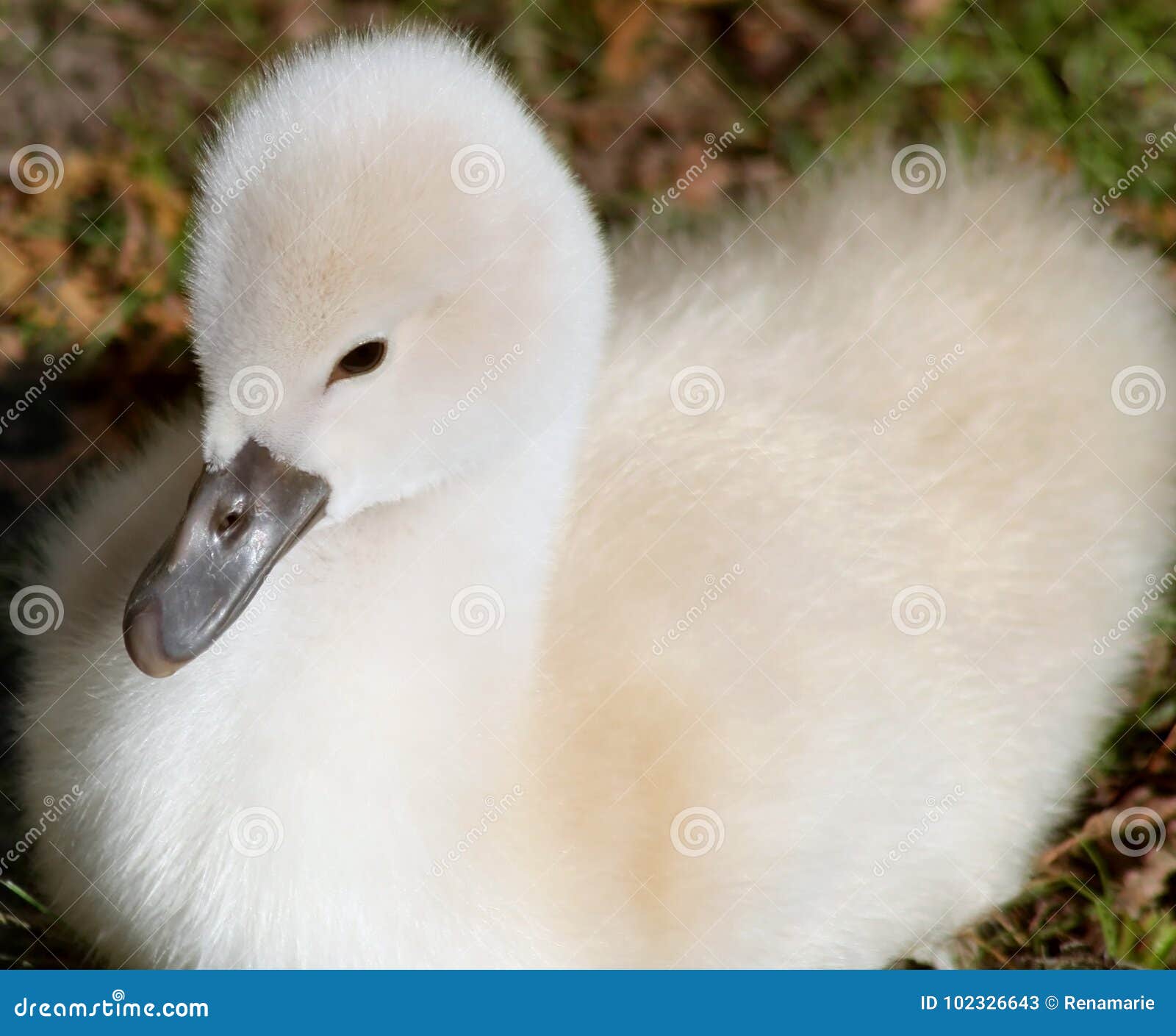 Soft and Fluffy Two Day Old Baby Mute Swan Stock Image - Image of ...