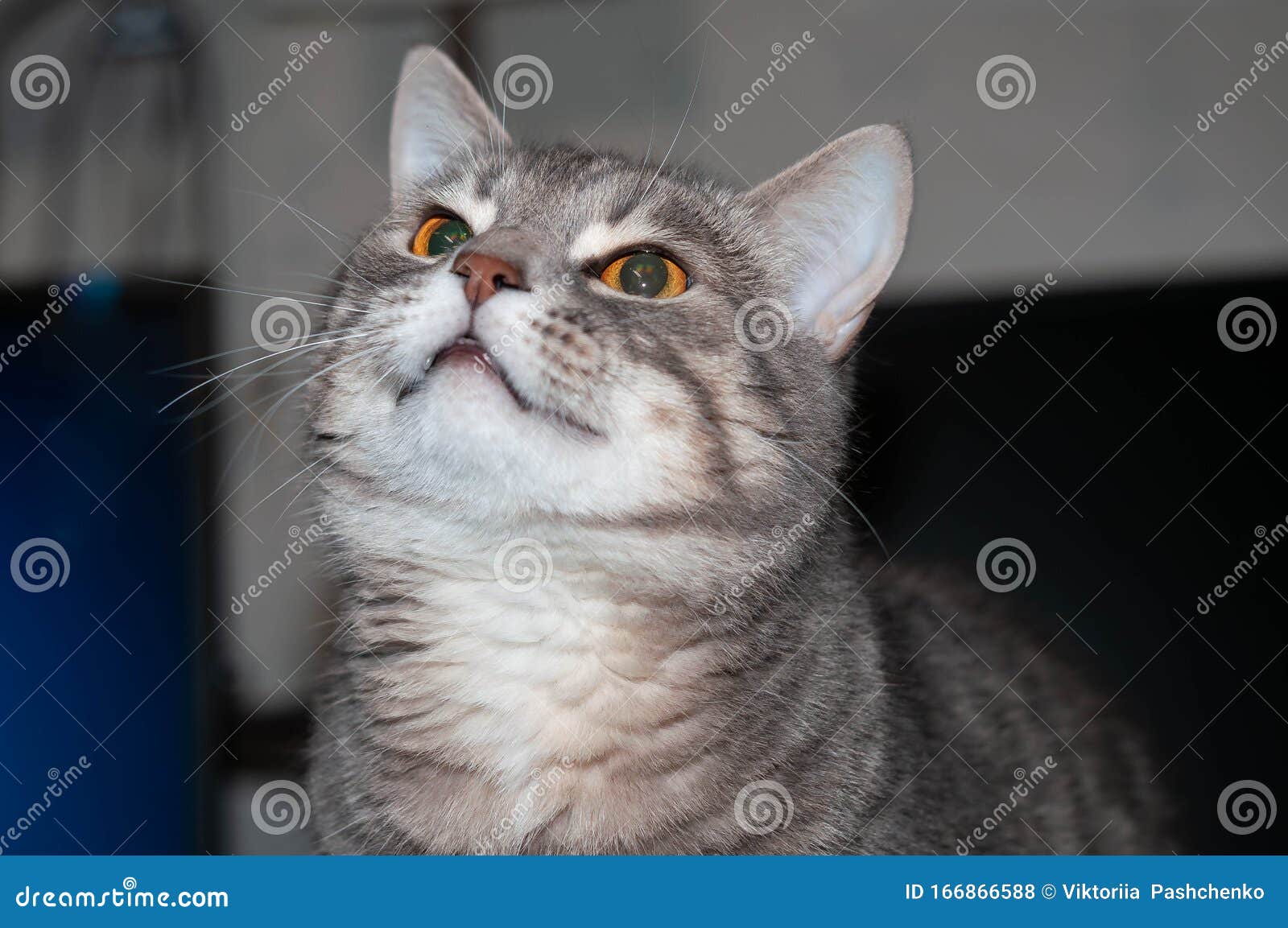 Adorable Muzzle Grey Stripped Cat Looking Away in Front of Computer ...