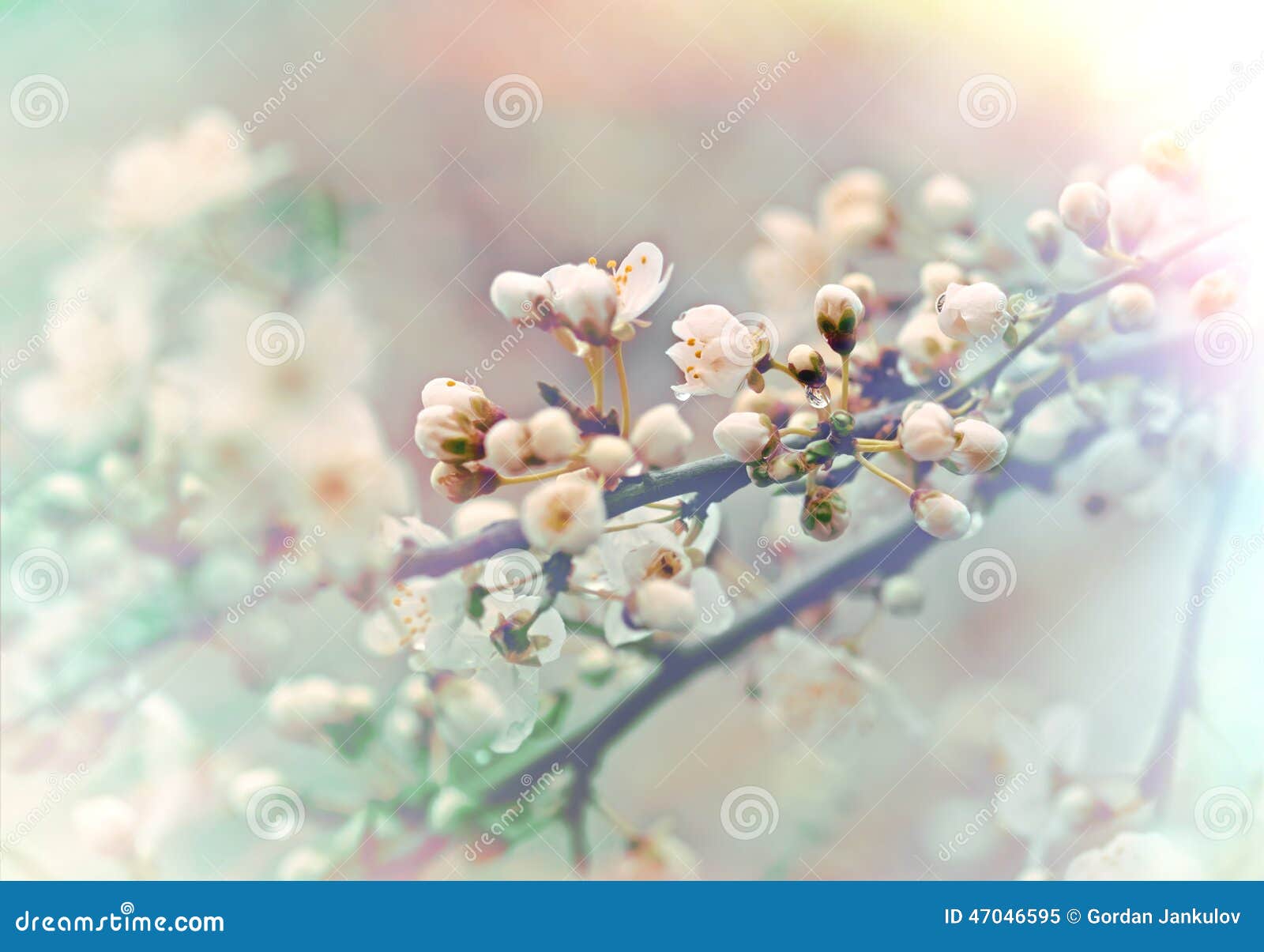 Soft of Focus on Beautiful Budding and Flowering Stock Image - Image of ...