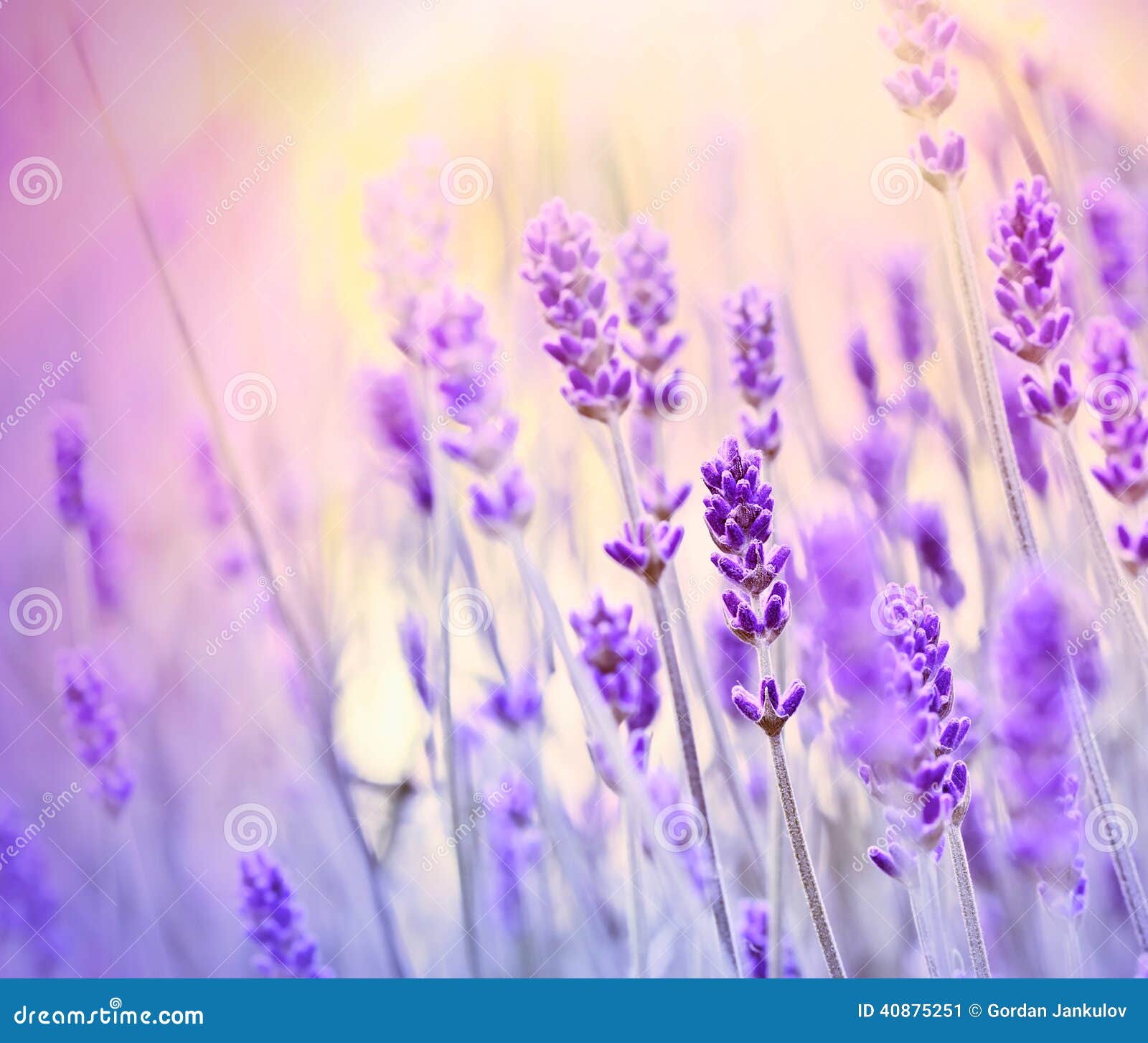 Beautiful Lavender