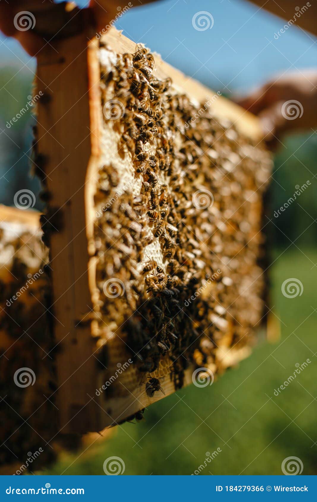 Soft Focus of Bees on a Framed Honey Comp at a Bee Farm Stock Photo ...