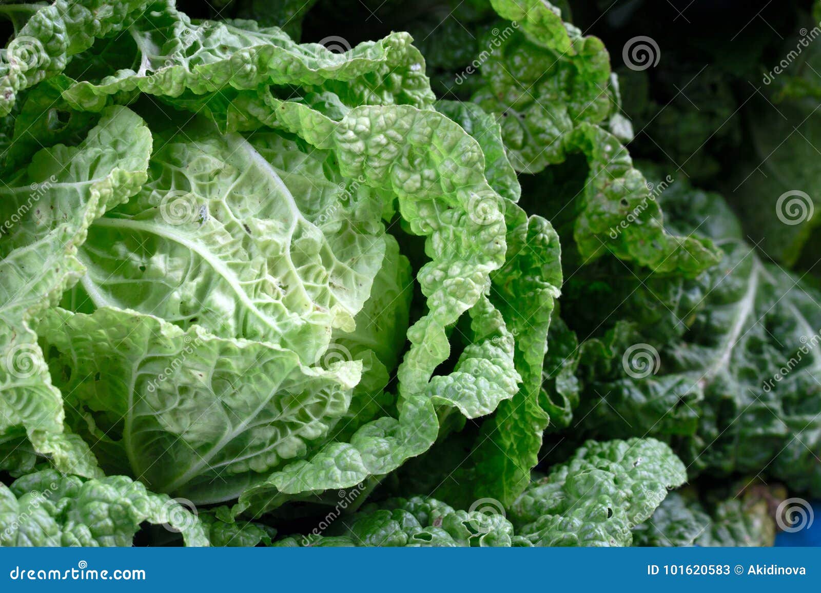 Soft Focus of Big Cabbage in the Garden. Stock Image - Image of ...