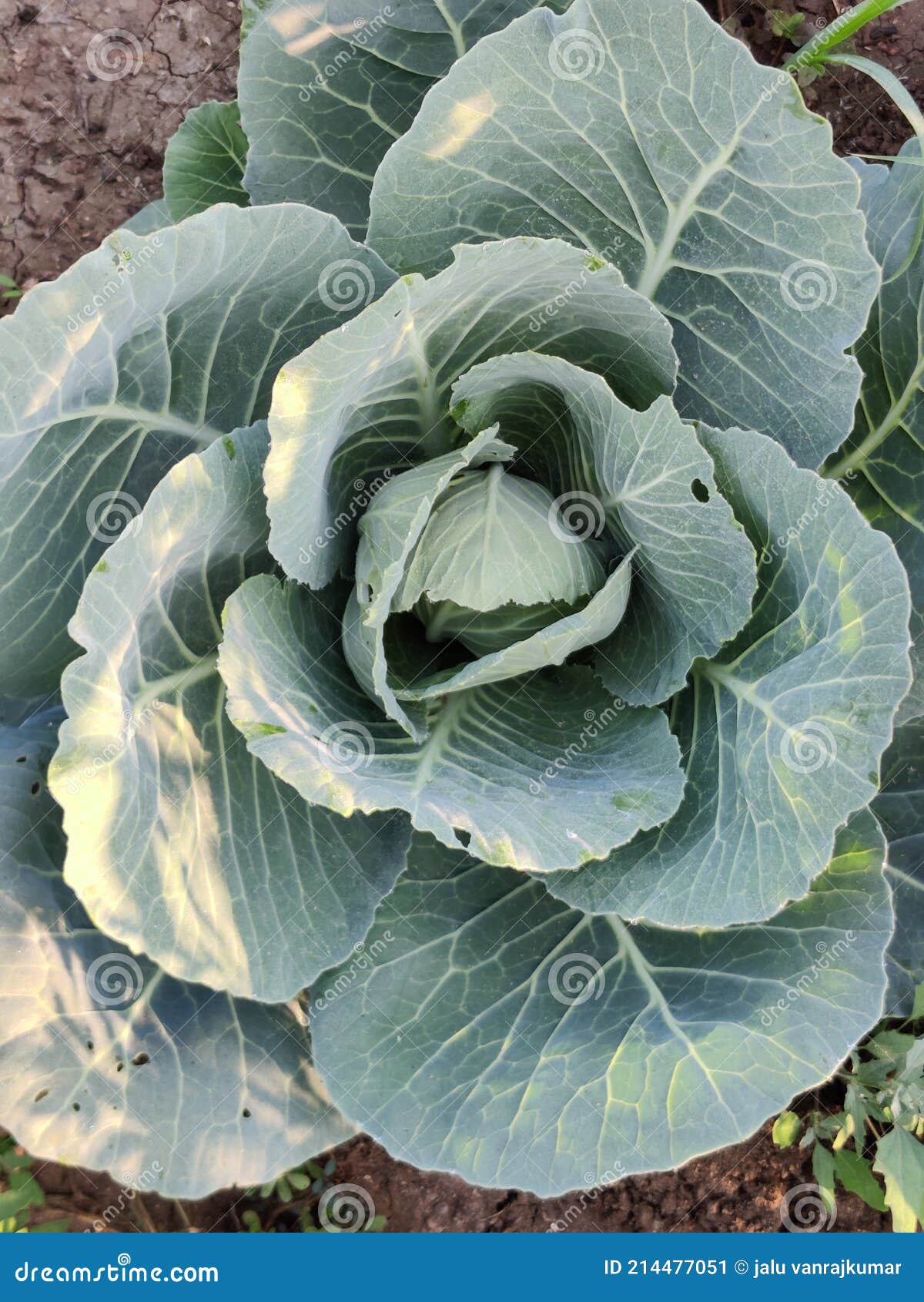 Soft Focus of Big Cabbage in the Garden Stock Image - Image of cabbage ...