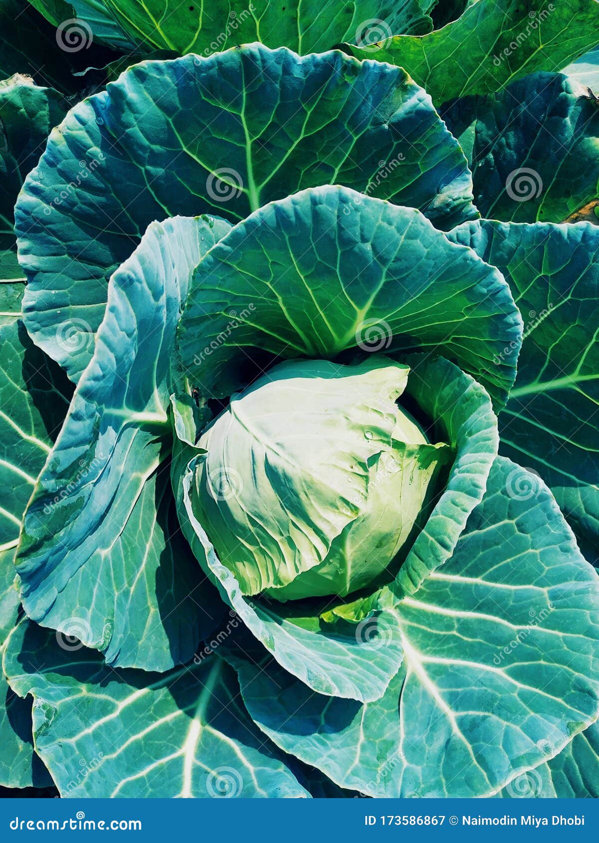 Soft Focus of Big Cabbage in the GardenFood Organic Stock Image - Image ...