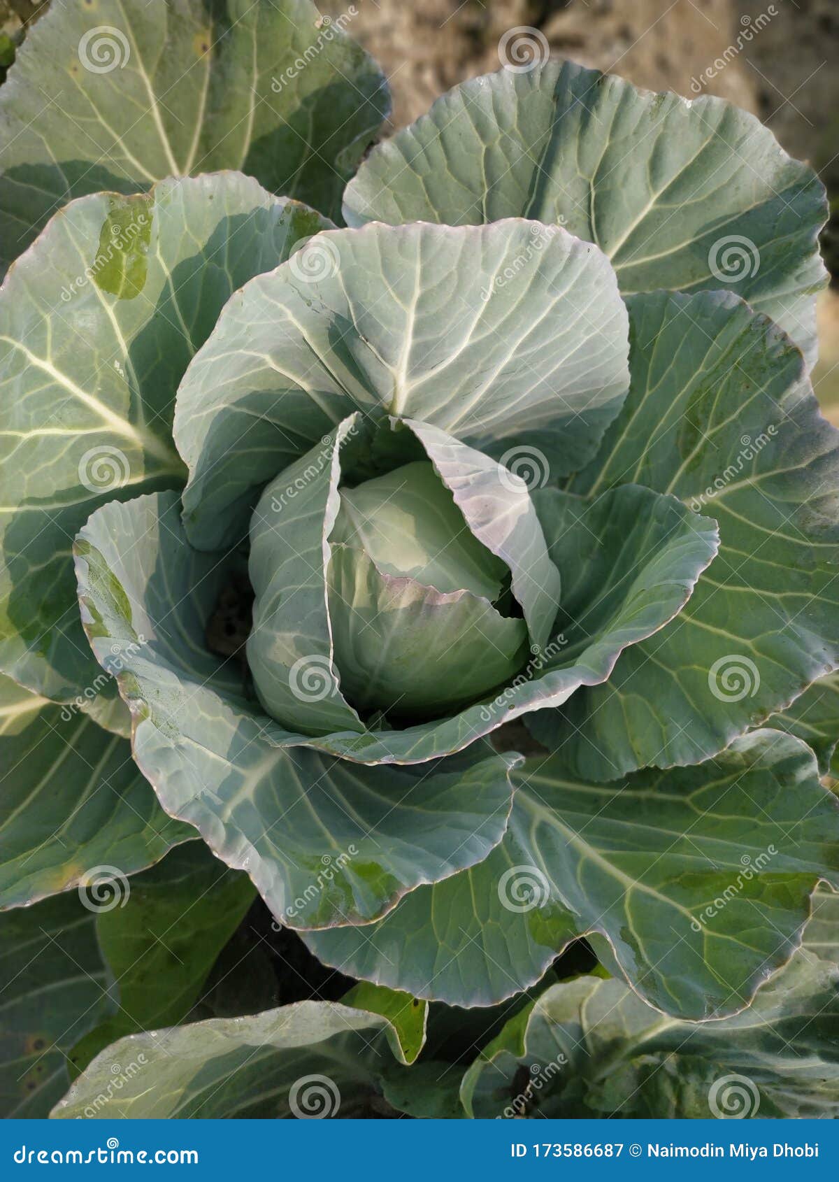 Soft Focus of Big Cabbage in the Garden Harvesting Stock Image - Image ...