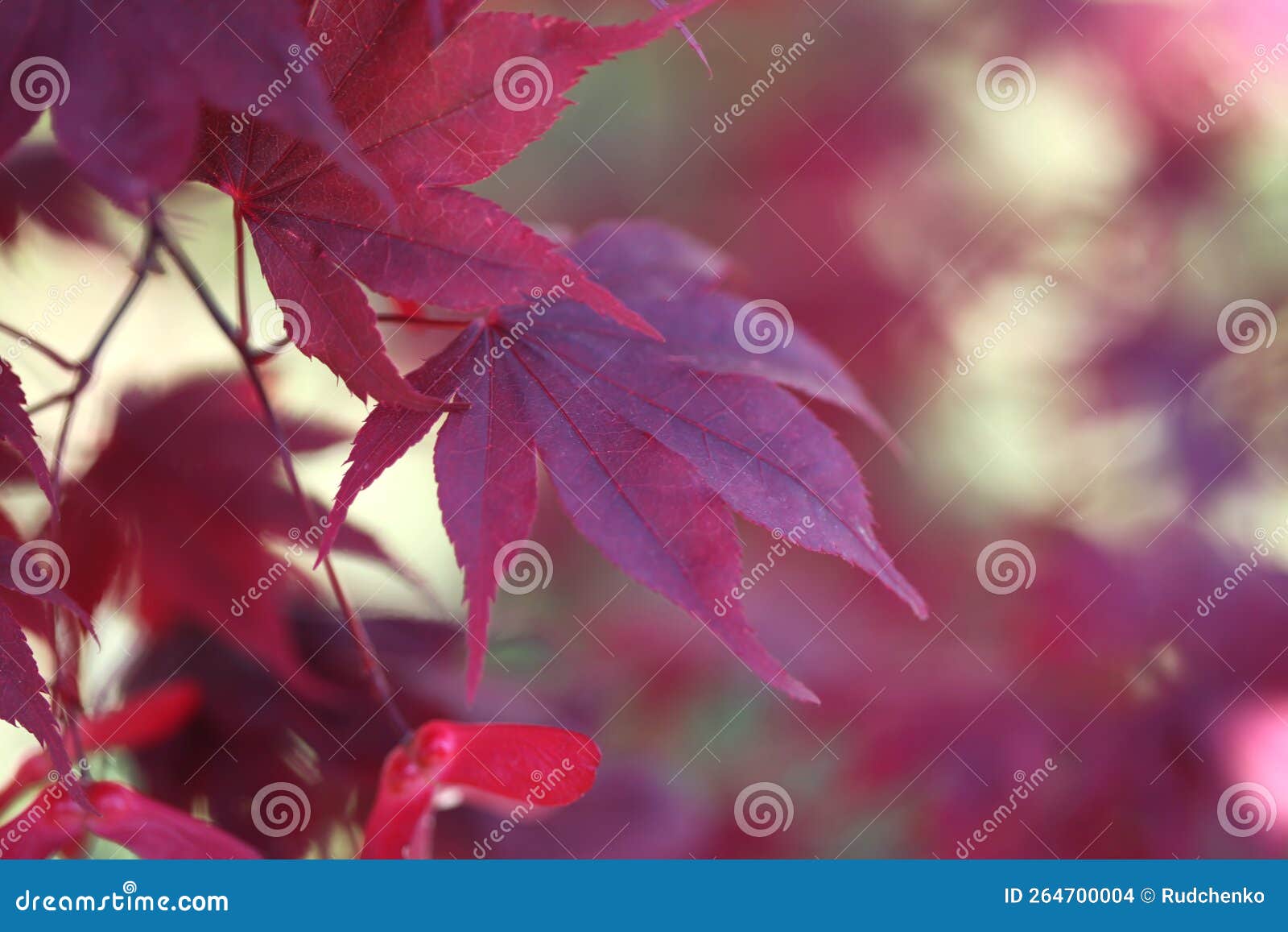 Soft Focus Blur Red Maple Leaf. Nature Background Stock Photo - Image ...