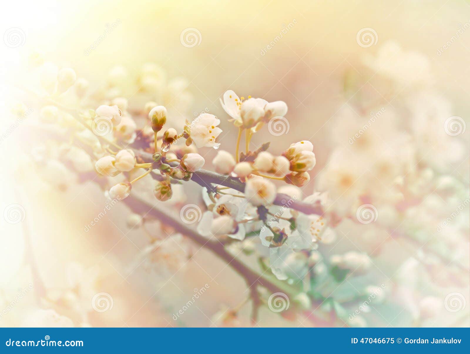 Soft of Focus on Budding - Flowering Fruit Tree Stock Image - Image of ...