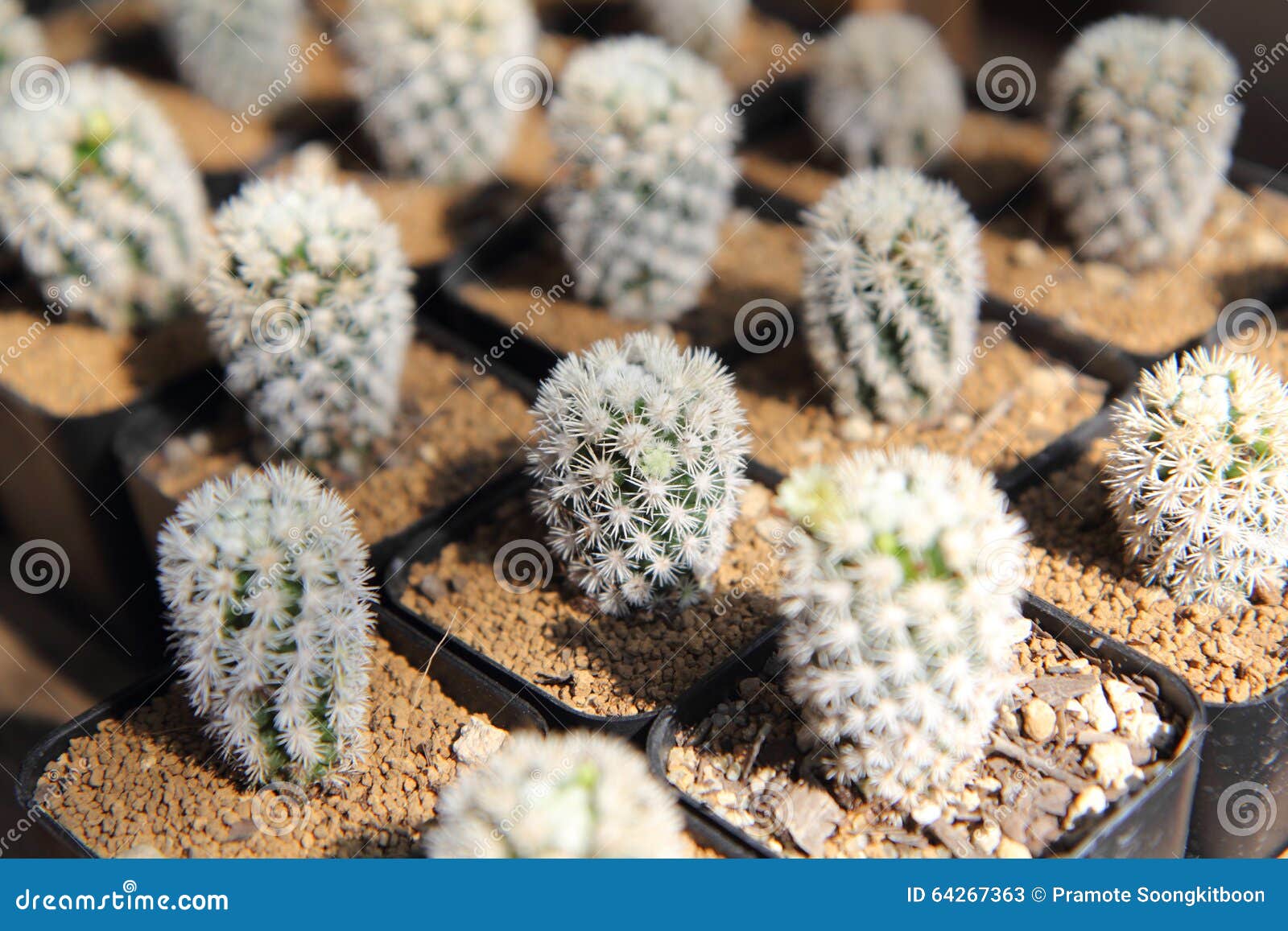 Soft focus Cactus stock image. Image of nature, plant - 64267363