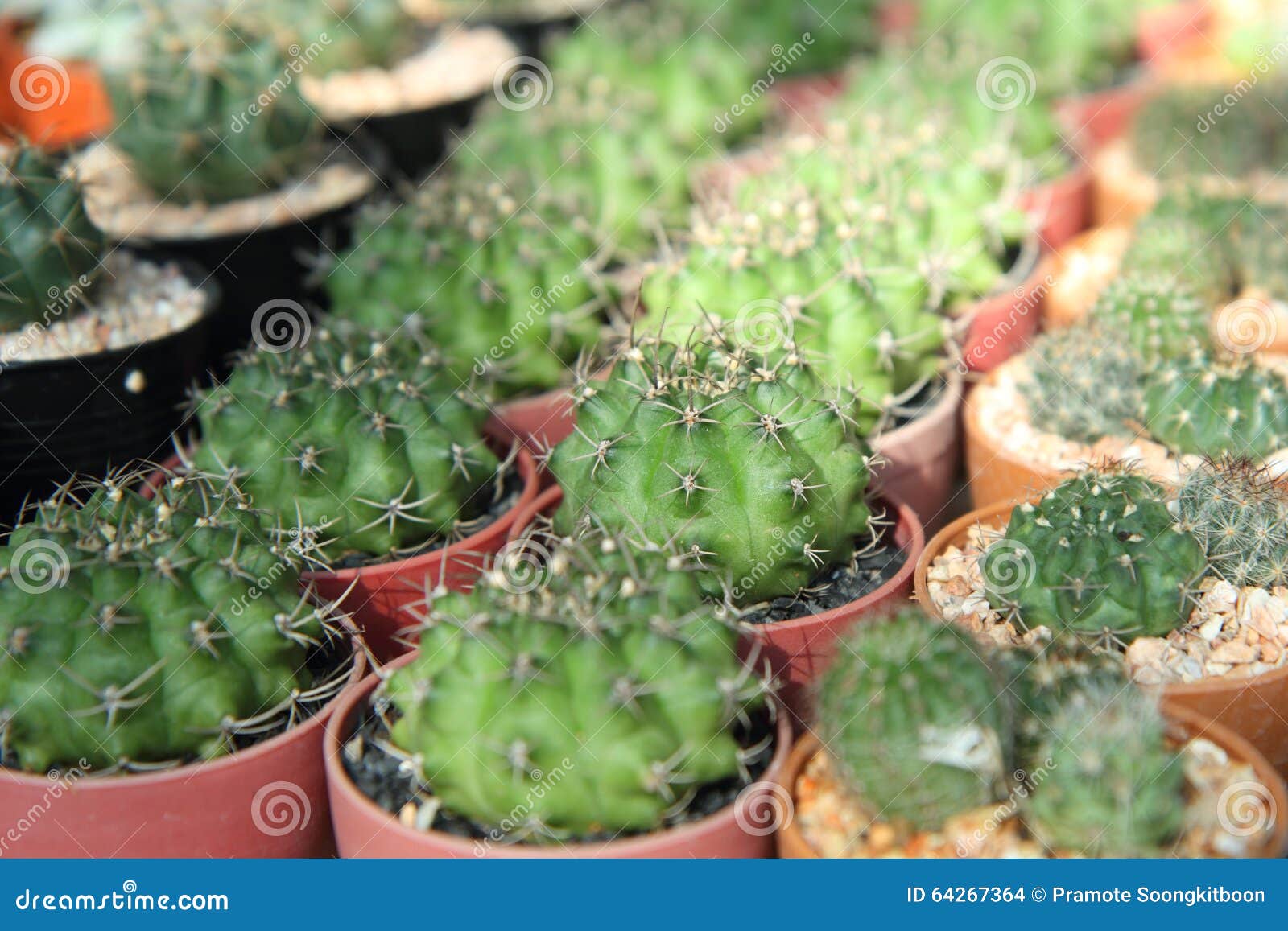Soft focus Cactus stock photo. Image of white, growth - 64267364