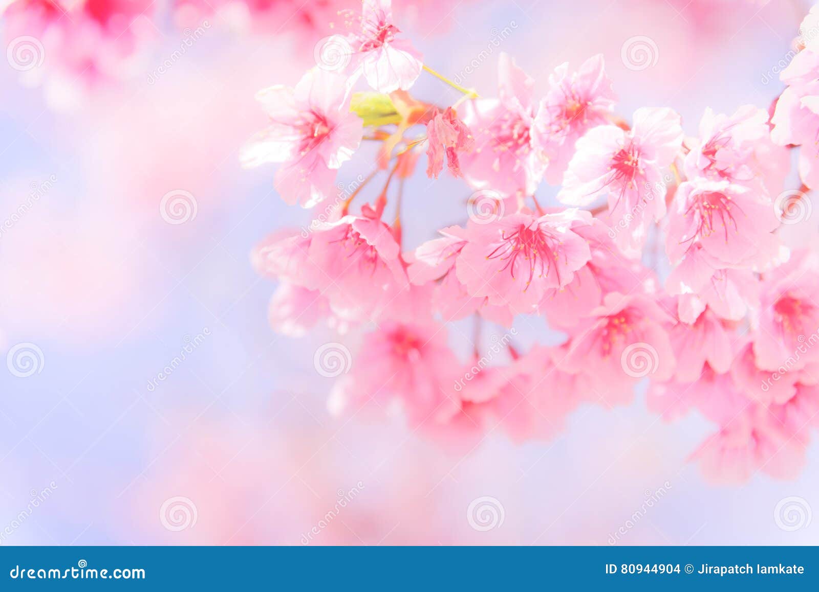 Soft Focus Cherry Blossom or Sakura Flower Stock Photo - Image of ...