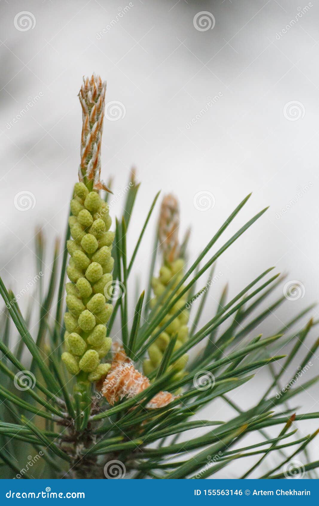 Soft Focus Close Up of Pine Tree Branch Buds Stock Photo - Image of ...