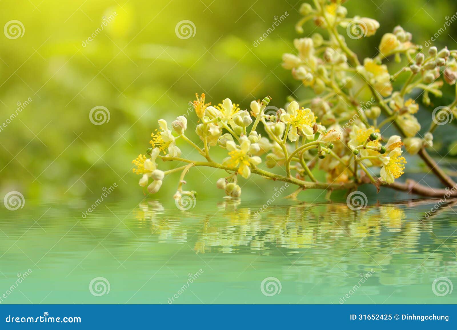 Soft-focus Close-up of Yellow Flowers Stock Image - Image of blooming ...