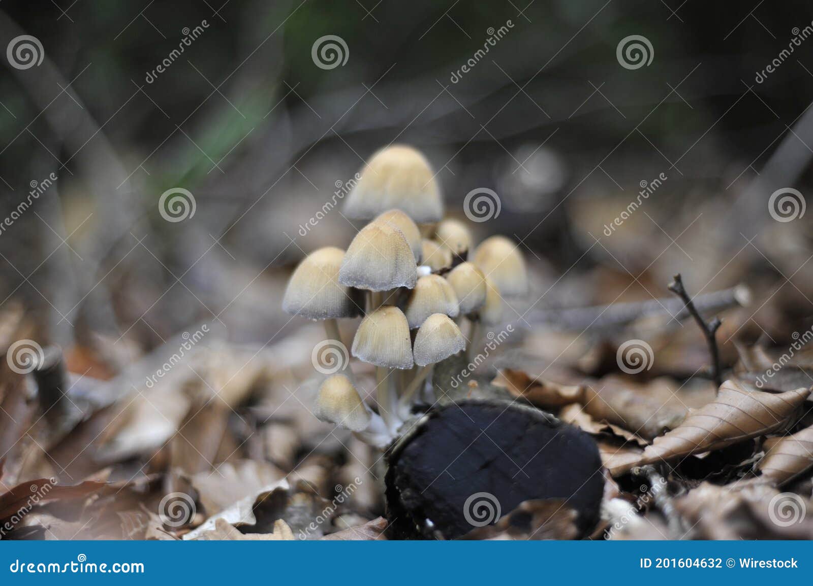 Soft Focus of a Cluster of Wild White Mushrooms on a Forest Floor Stock ...