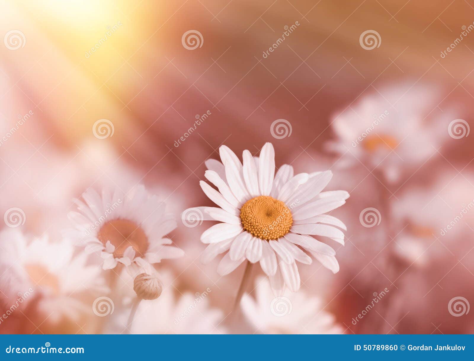27,095 Flower Lit Stock Photos - Free & Royalty-Free Stock Photos from ...