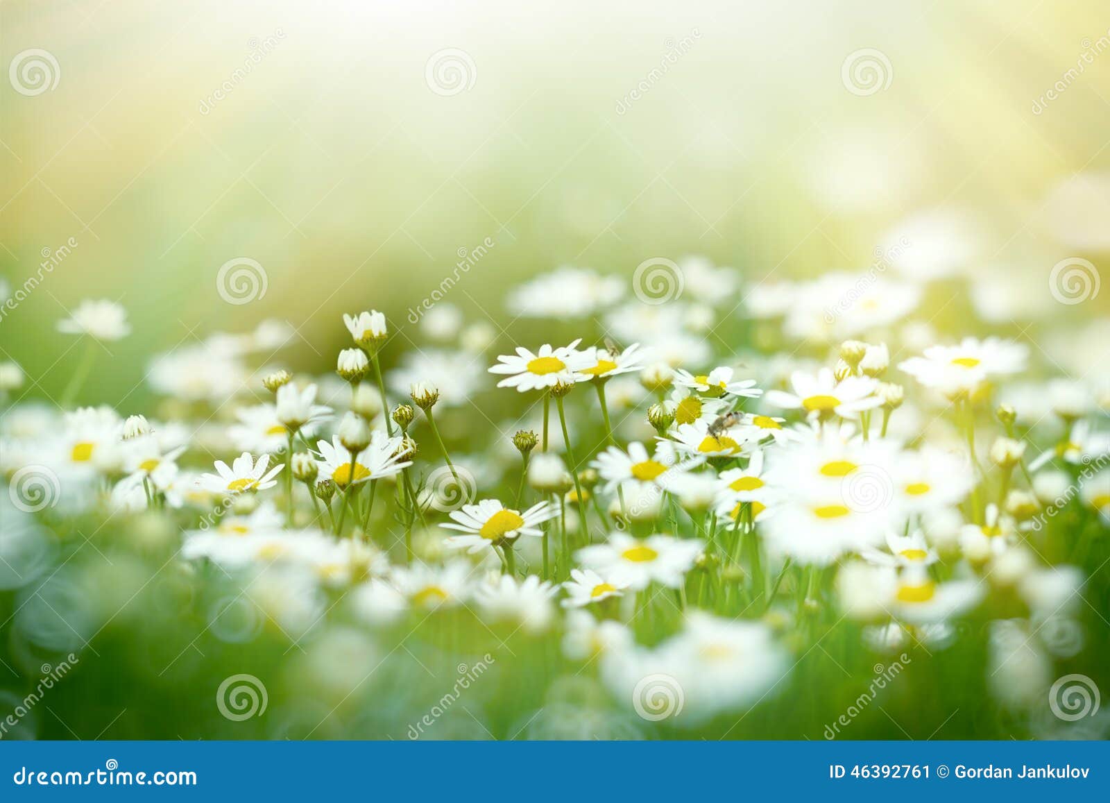 Soft focus on daisy flower stock image. Image of budding - 46392761