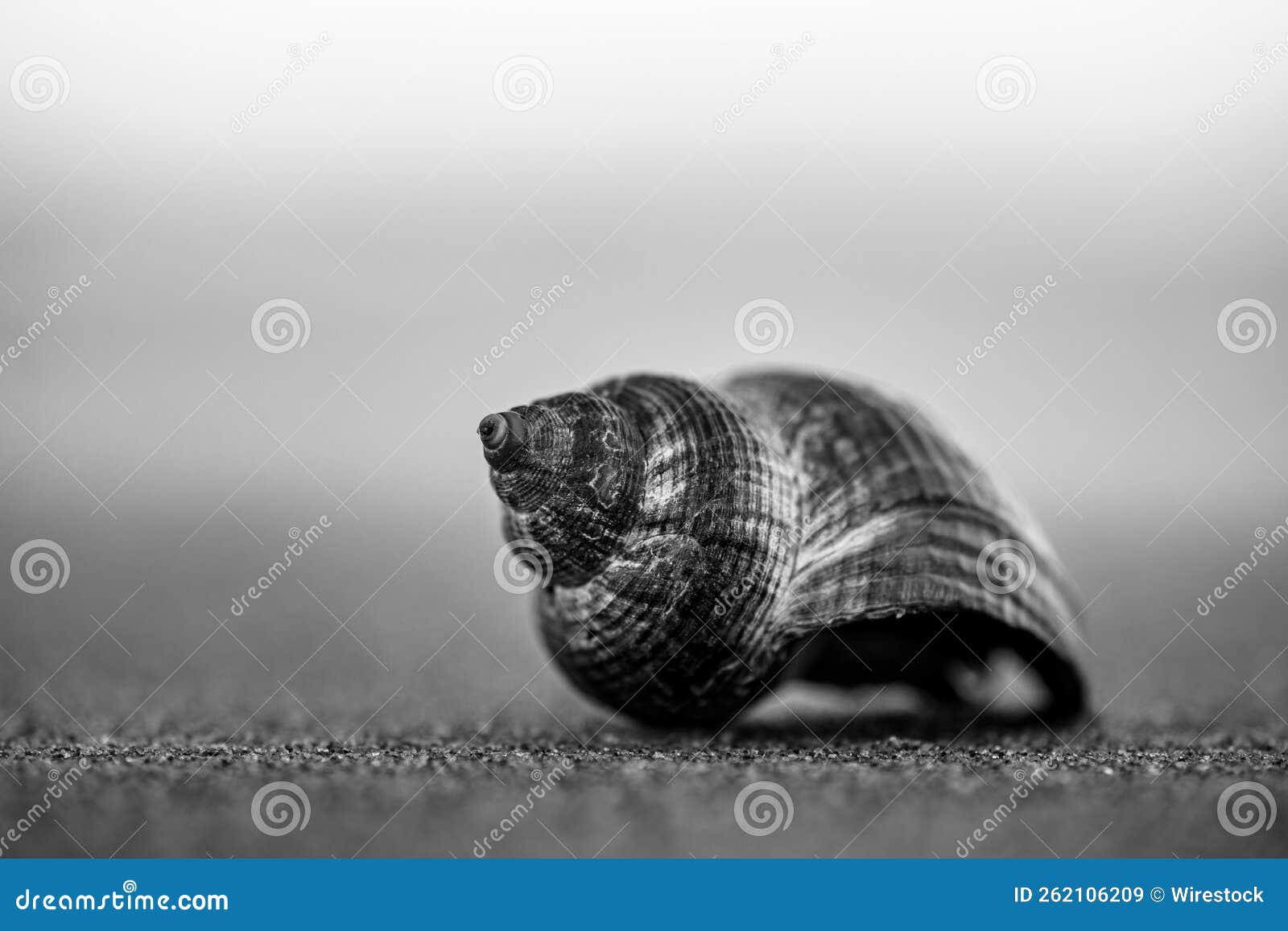 Soft Focus of an Empty Exotic Snail Shell on the Ground Stock Image ...