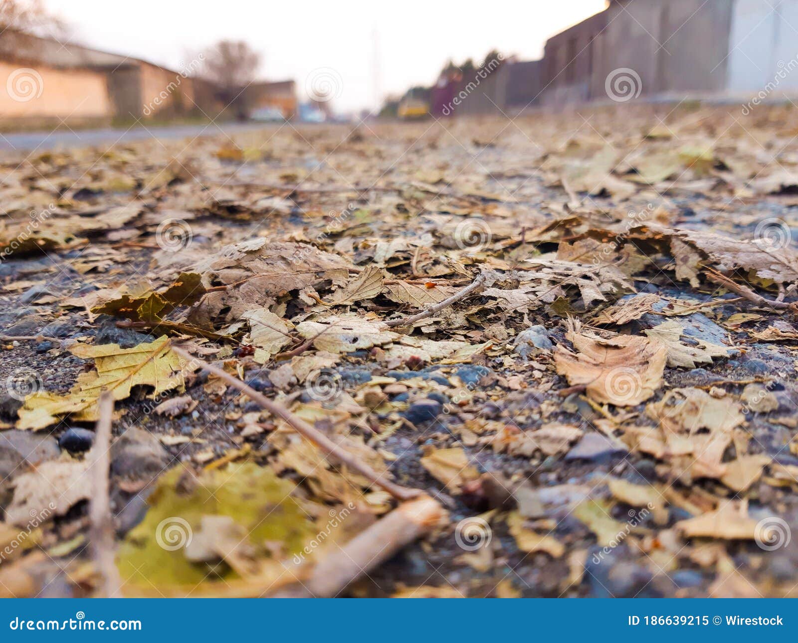 Soft Focus of Fallen Brown Leaves on the Ground Stock Image - Image of ...