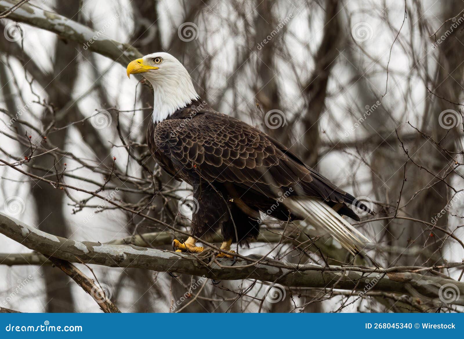 Soft Focus of a Fierce Bald Eagle Perched on a Leafless Tree in the ...