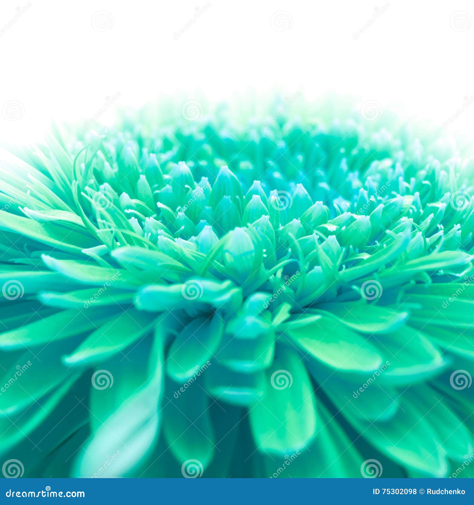 Soft Focus Flower Background Stock Photo - Image of blossom, gerber ...