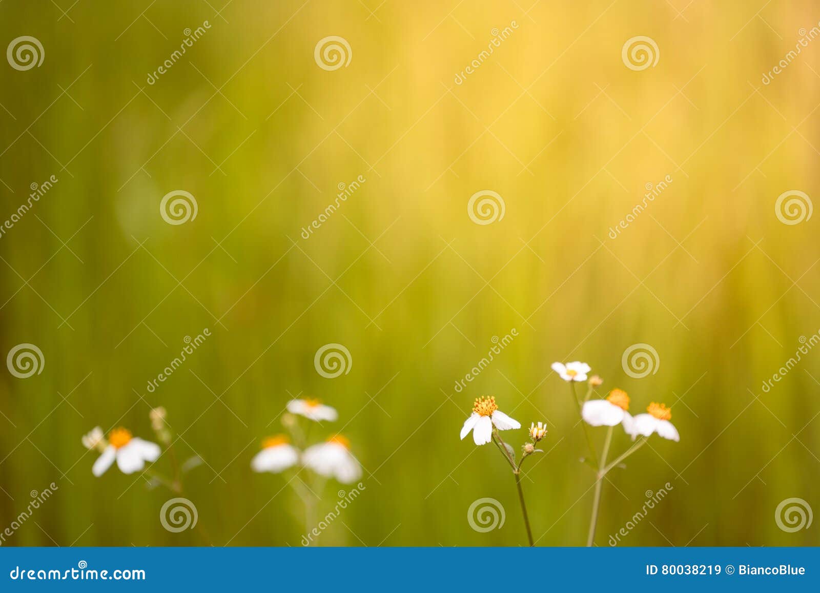 Soft Focus Flower Background Stock Image - Image of floral, blur: 80038219