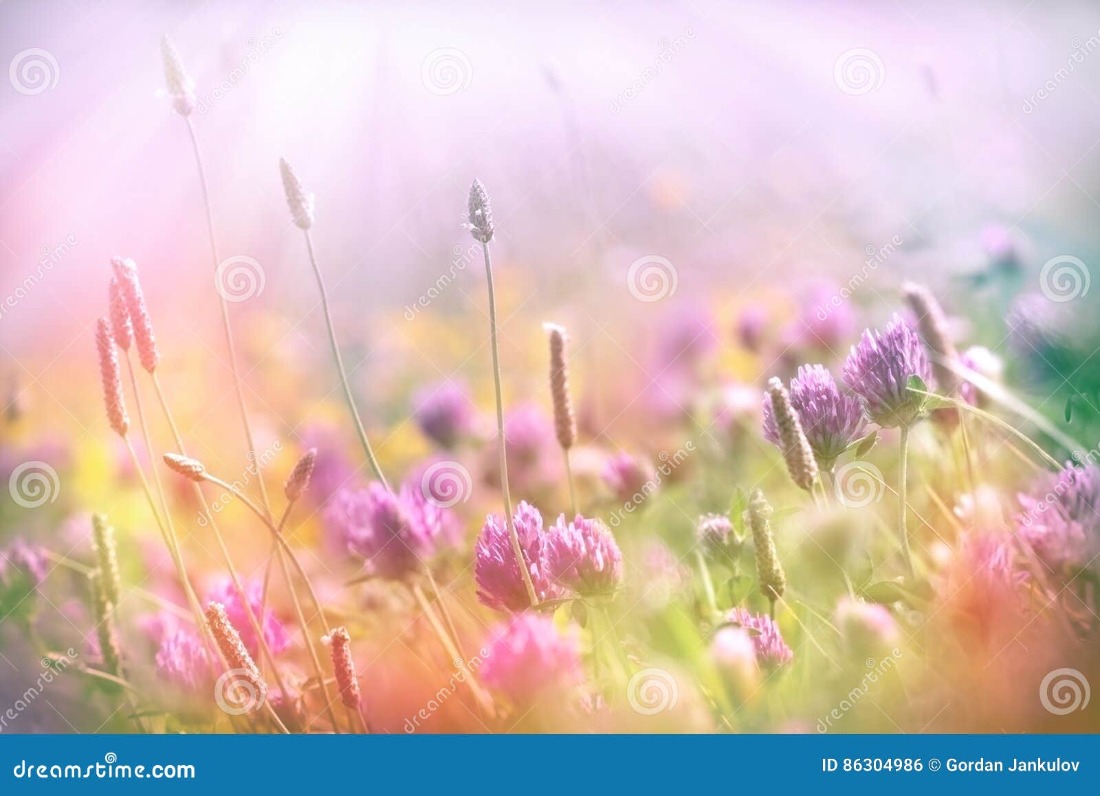 Soft Focus on Flowering Clover, Clover Lit by Sun Rays Stock Photo ...