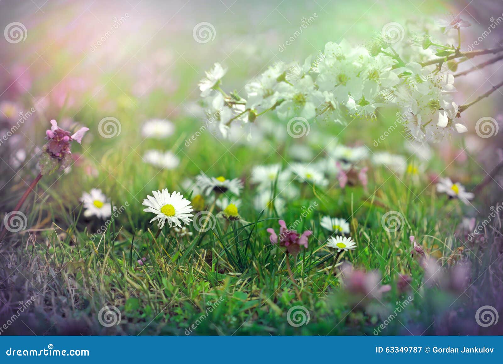 Soft Focus on Flowering Meadow Stock Image - Image of field, branch ...