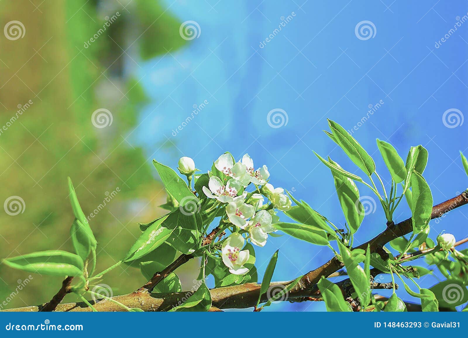 Soft Focus. Flowering Pear Against the Blue Sky. Pear. Flowering Pears ...