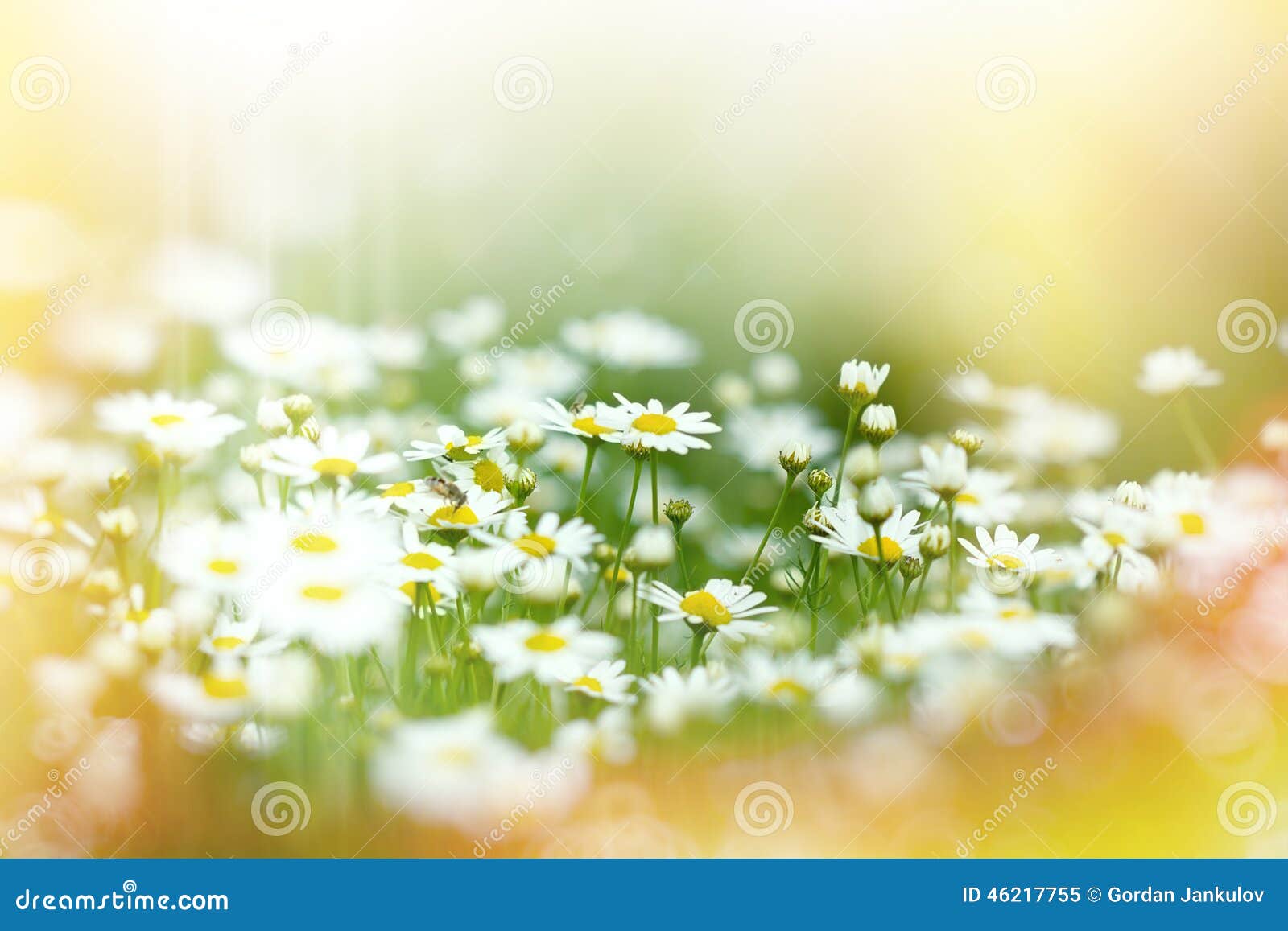 Soft Focus on Flowers of Daisy Stock Image - Image of fresh, freshness ...