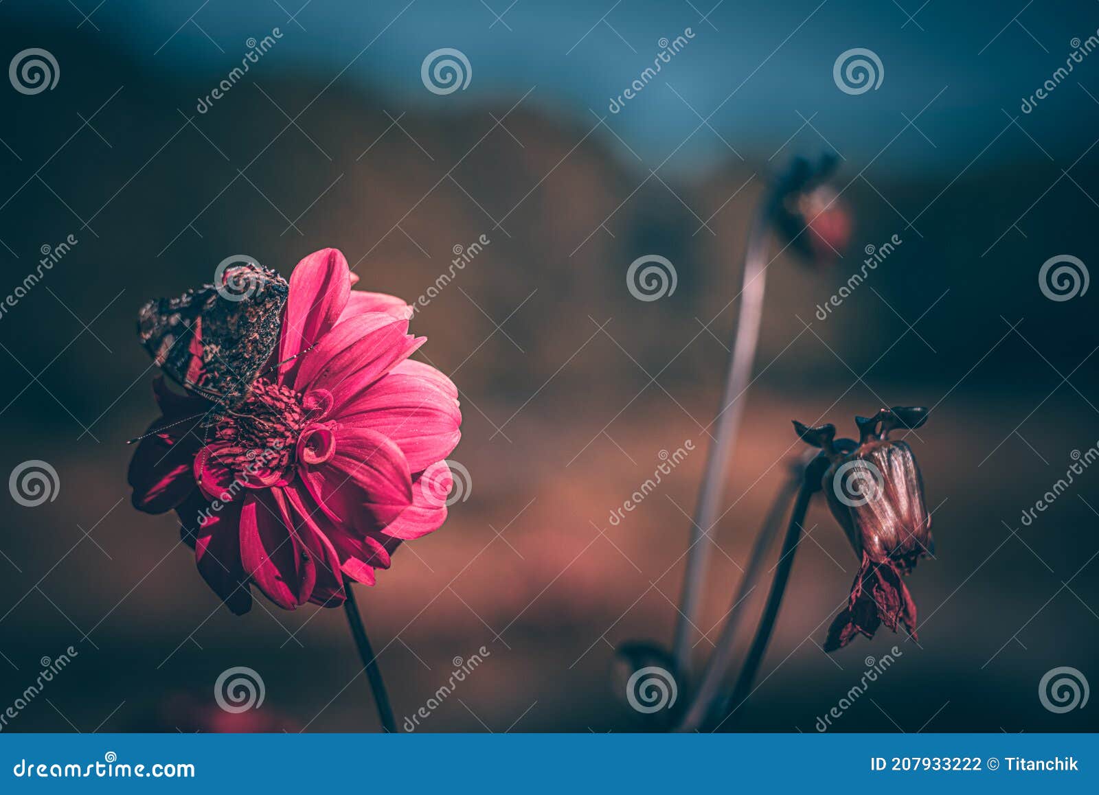 Soft Focus Flowers- Light Bokeh Stock Photo - Image of beautiful, focus ...