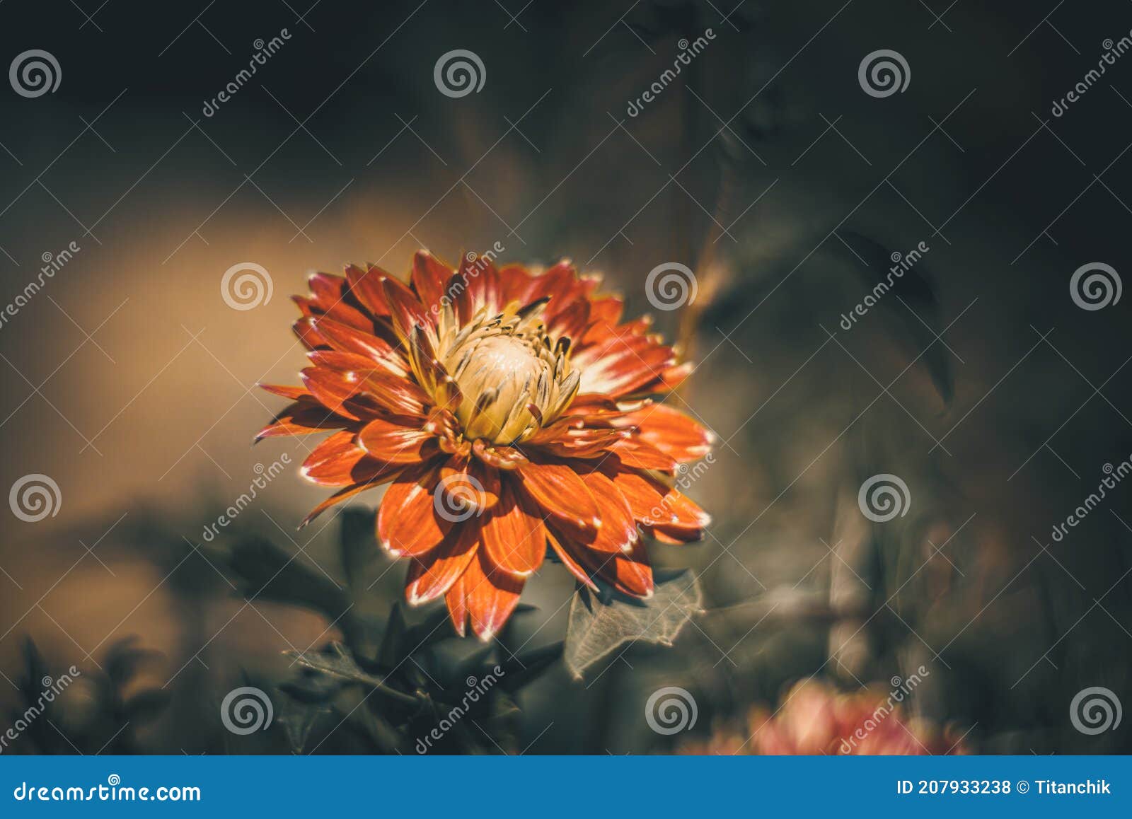 Soft Focus Flowers- Light Bokeh Stock Photo - Image of background ...