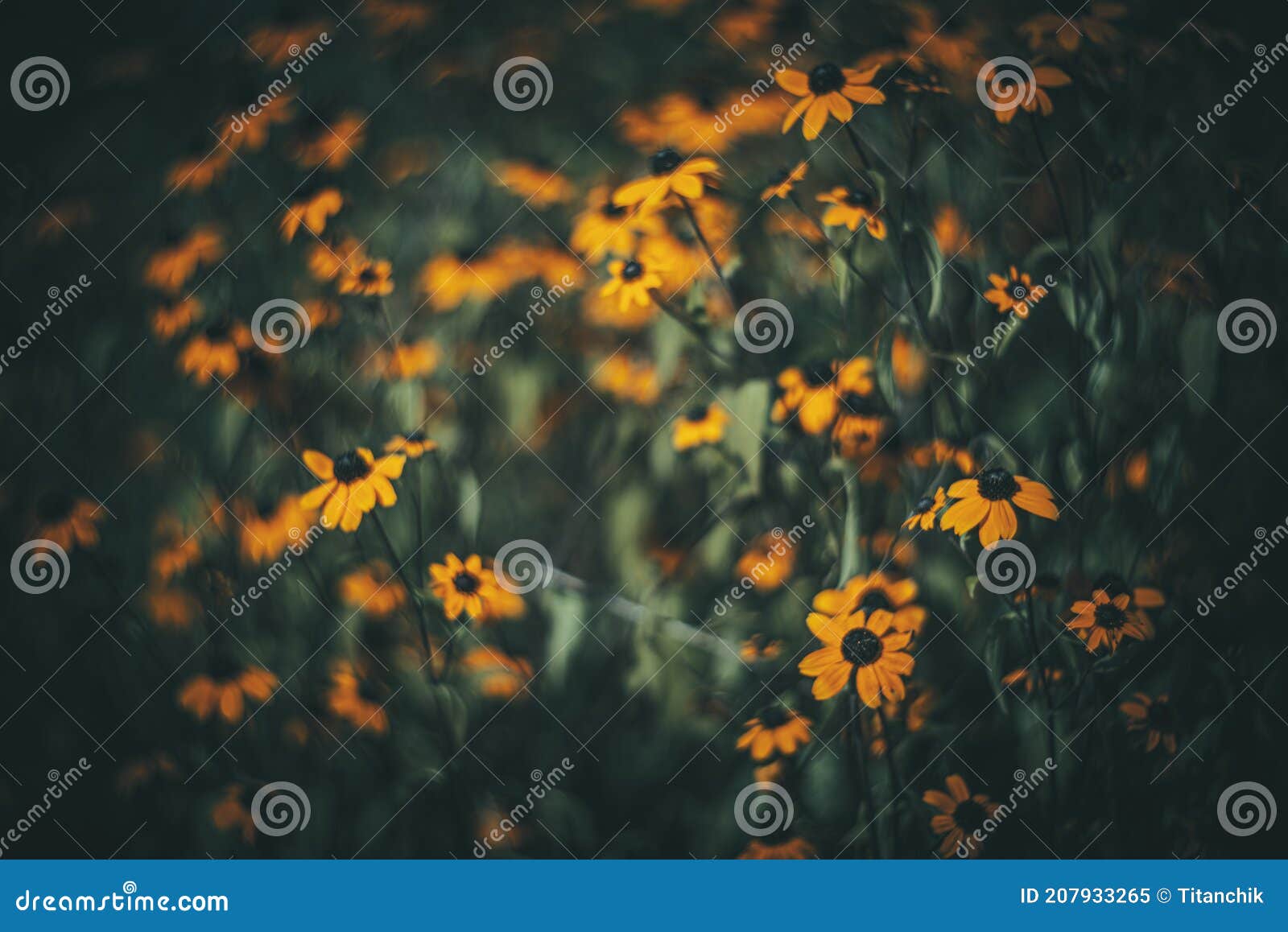 Soft Focus Flowers- Light Bokeh Stock Image - Image of beautiful ...