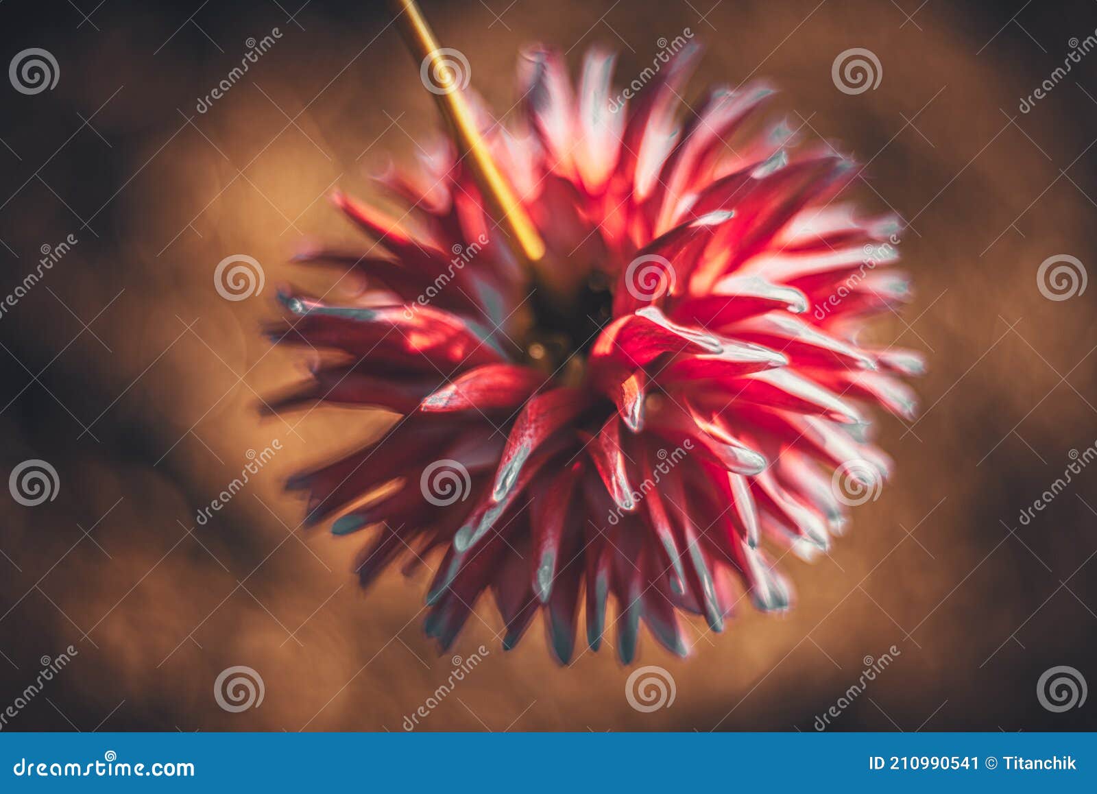 Soft Focus Flowers- Light Bokeh Stock Image - Image of flower ...