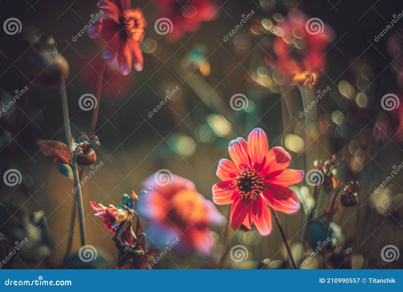 Soft Focus Flowers- Light Bokeh Stock Image - Image of growth, focus ...
