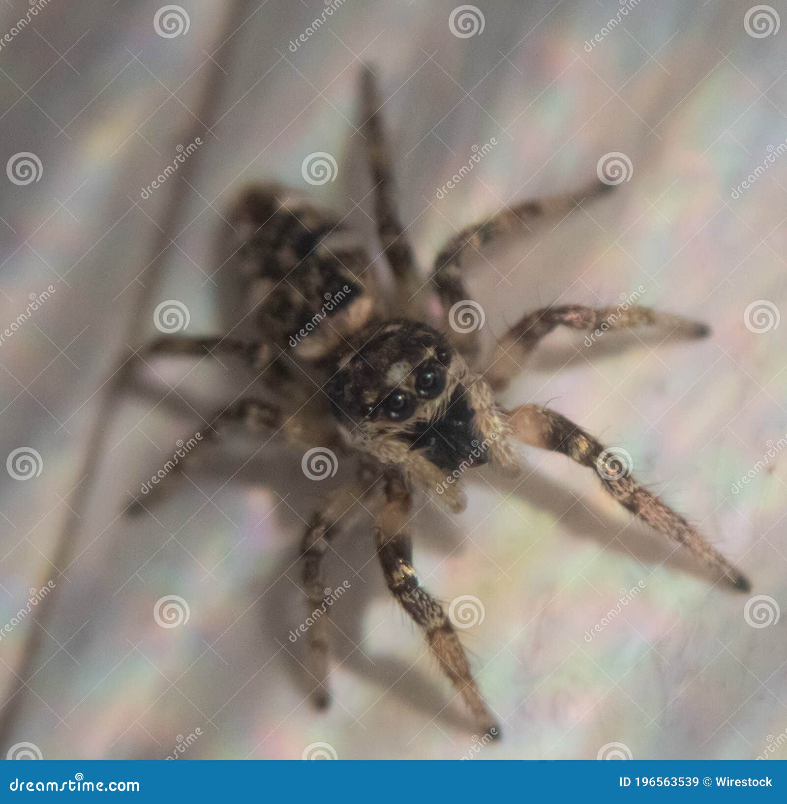 Soft Focus of a Fuzzy Spider with Big Black Eyes Stock Image - Image of ...
