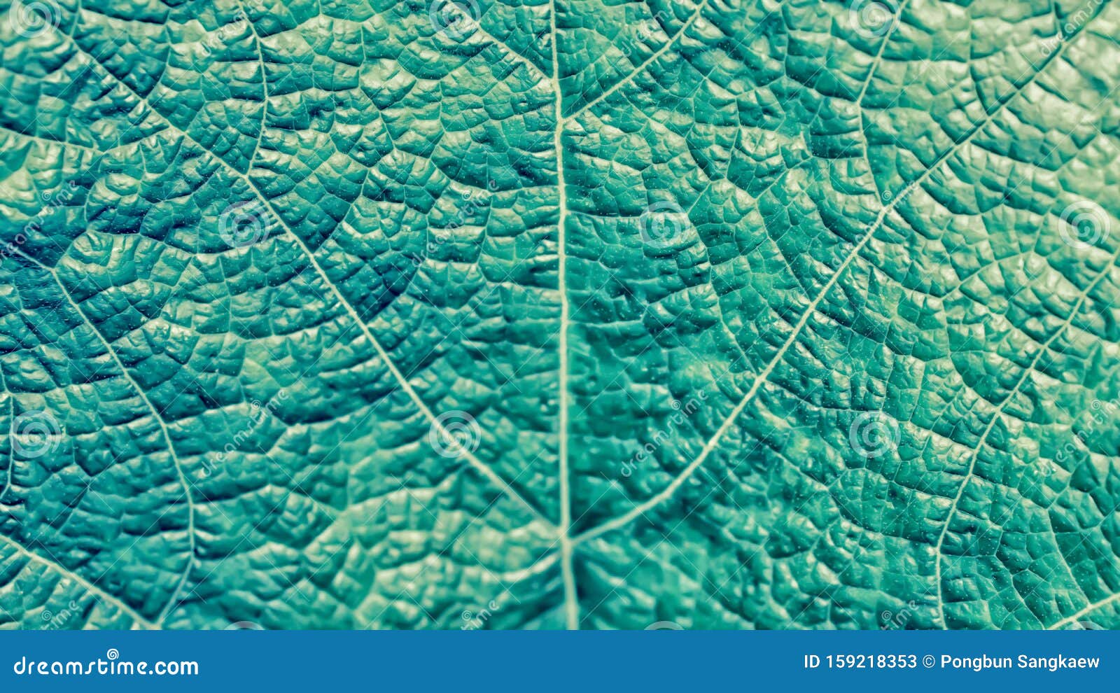 Soft Focus Green Leaf Texture Nature Pattern Stock Image - Image of ...