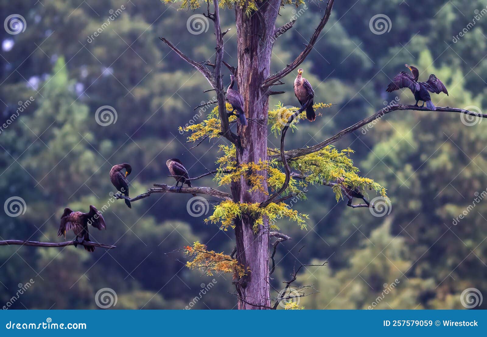 Soft Focus of a Group of Wild Birds Peched on a Tree Against a Thick ...