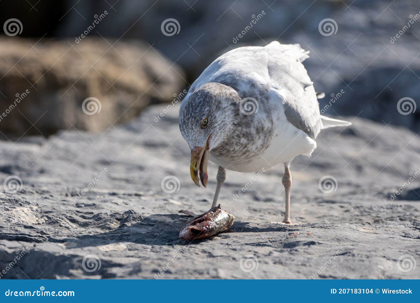 Soft Focus of a Gull Eating a Fish at Shore Stock Photo - Image of life ...