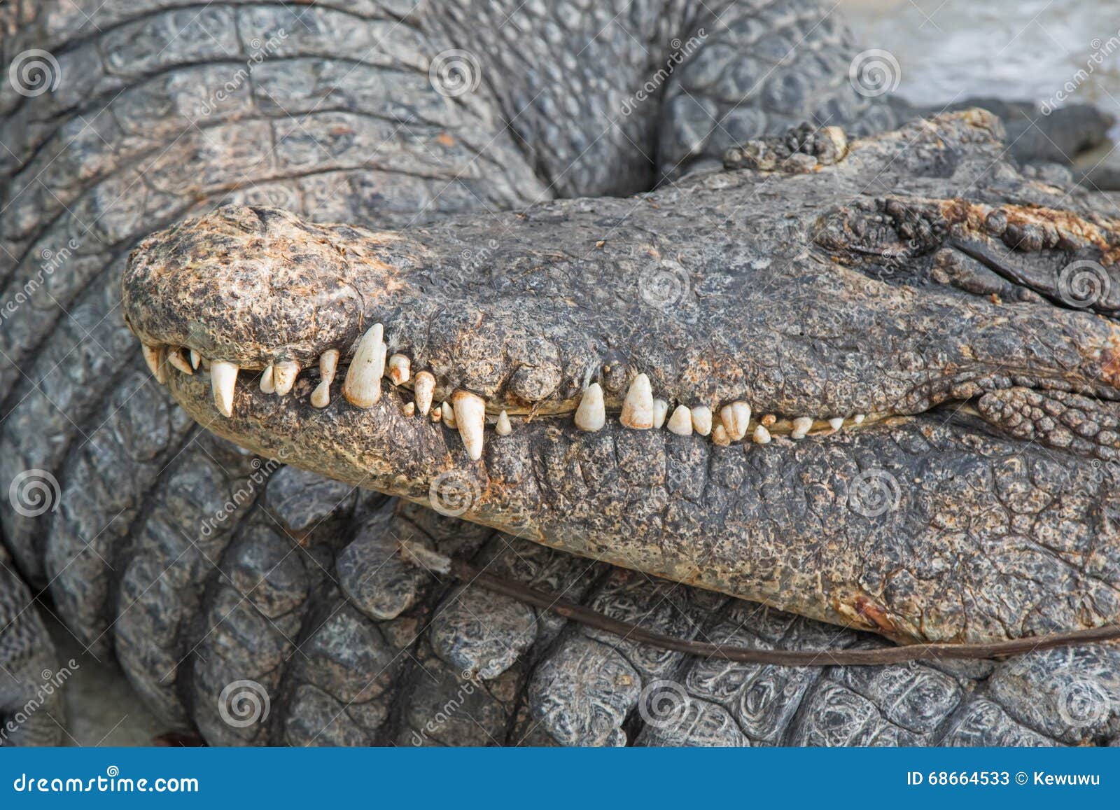 Soft Focus Headshot of American Alligator Resting with Sharp Tee Stock ...