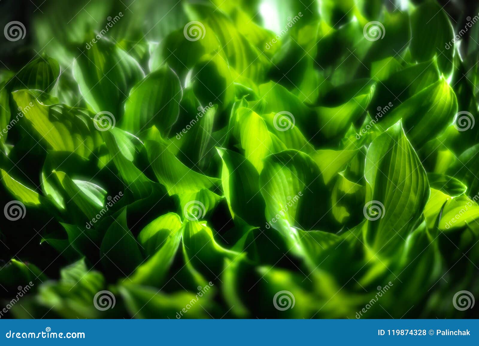 Natural Green Texture Background Stock Photo - Image of grass, foliage ...