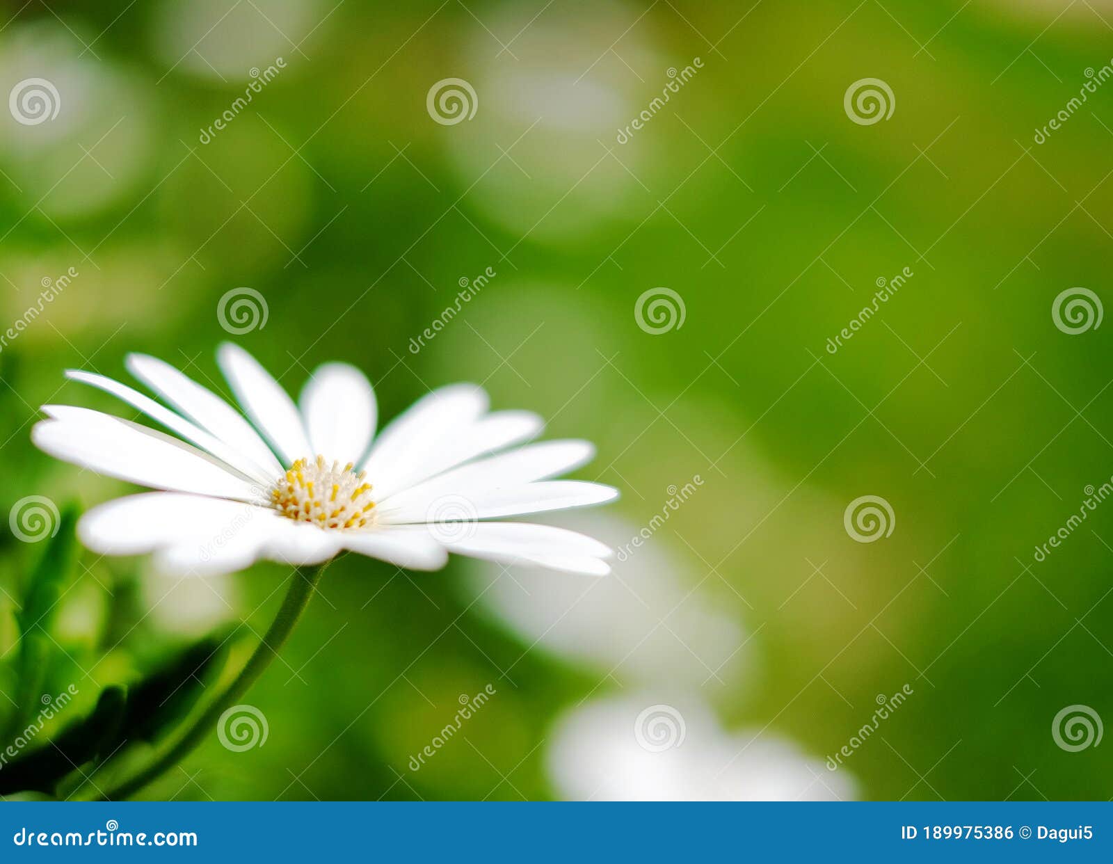 Deticate White Flower Offset on a Green Delicate Background. Stock ...