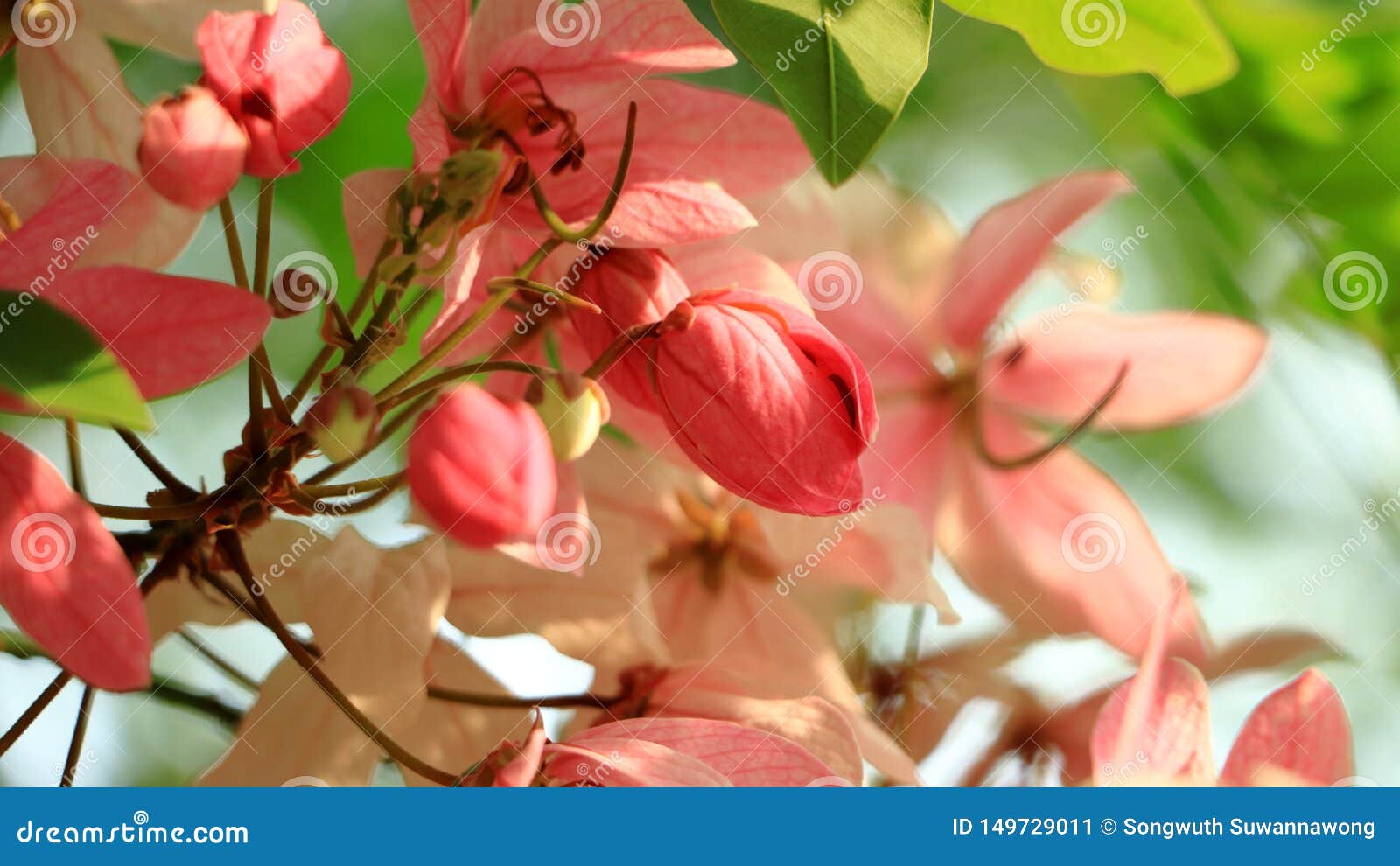 Soft Focus. Java Cassia, Pink Shower, Apple Blossom Tree,Rainbow Shower ...