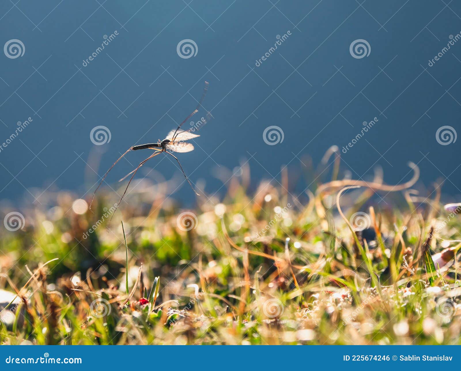 Large Mosquito in Flight. a Moving Mosquito. Soft Focus Stock Photo ...