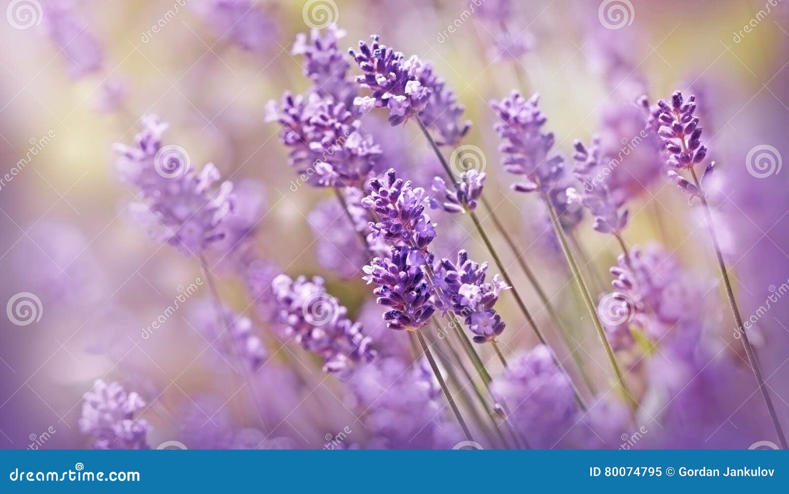 Soft Focus on Lavender Flower Stock Image - Image of growth, flower ...