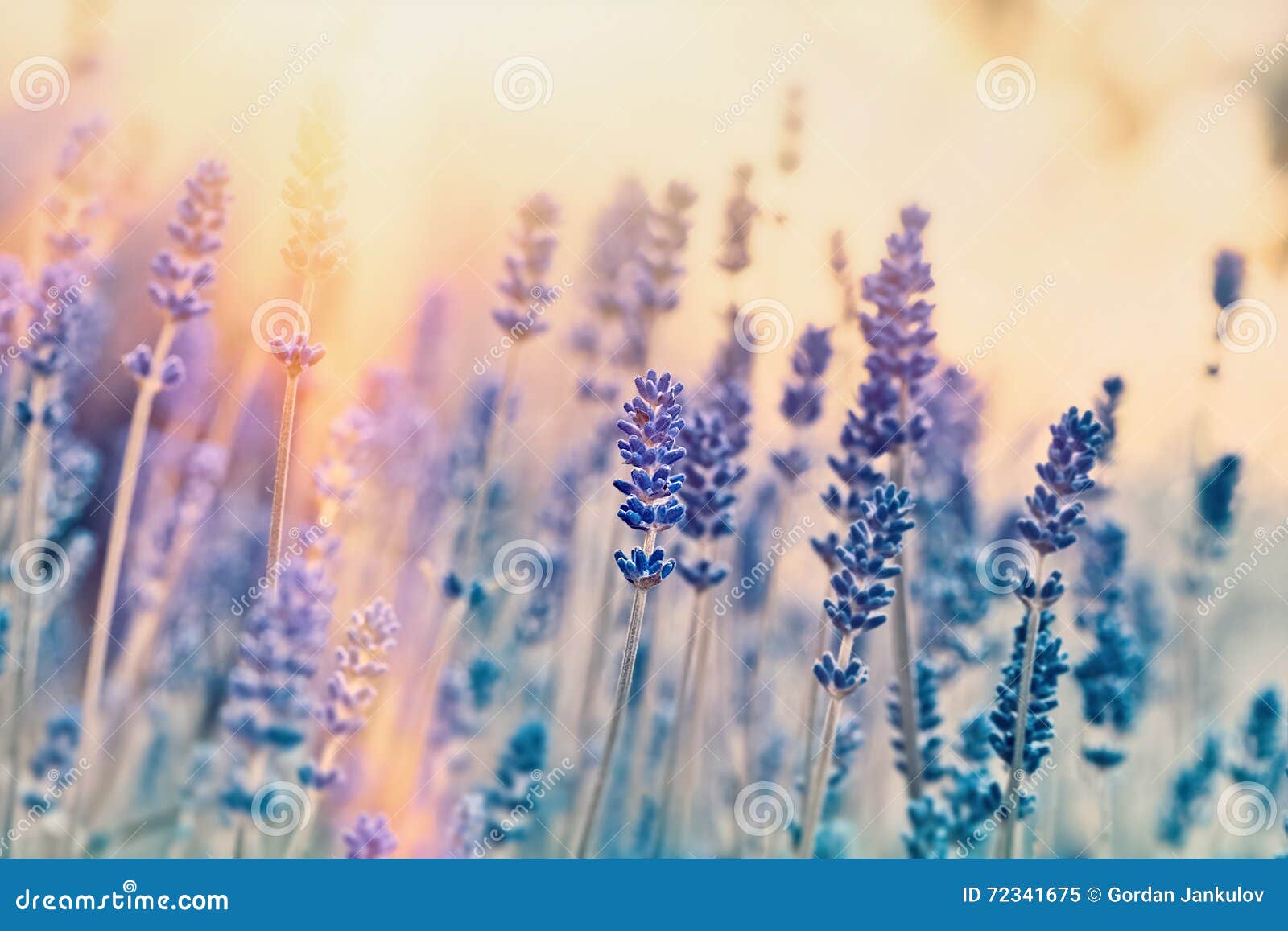 Soft Focus on Lavender Flowers Stock Image - Image of aromatherapy ...