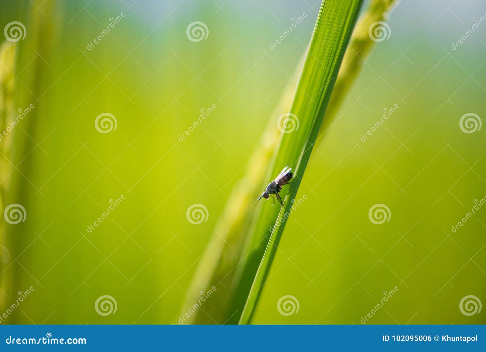 Soft Focus Little Insect on Blur Green Rice Leaf Background Stock Photo ...
