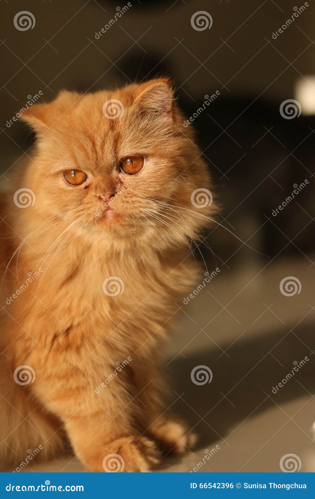 Soft Focus Lovely Ginger Cat Stock Photo - Image of focus, comfortable ...